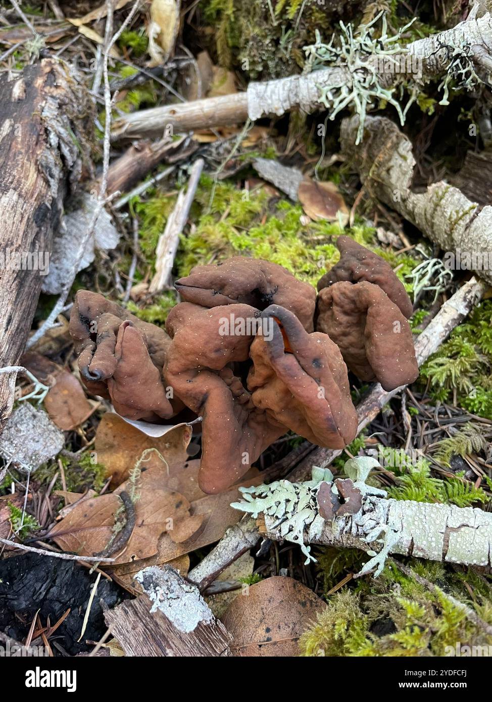 Saddle-shaped False Morel (Gyromitra infula Stock Photo - Alamy