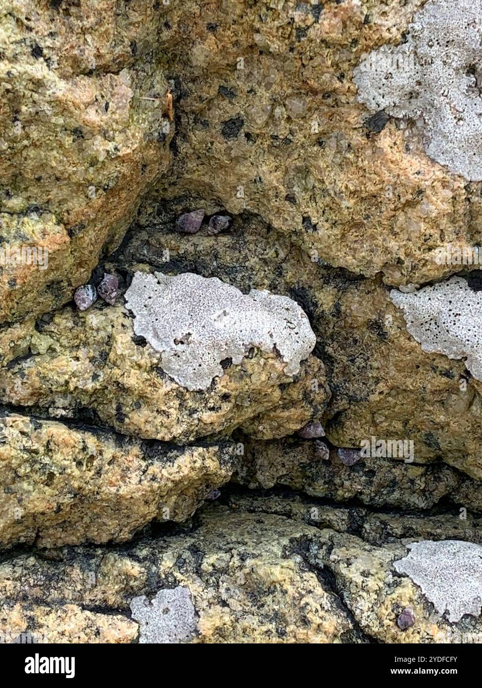Smokey-eyed Boulder Lichen (Porpidia albocaerulescens Stock Photo - Alamy