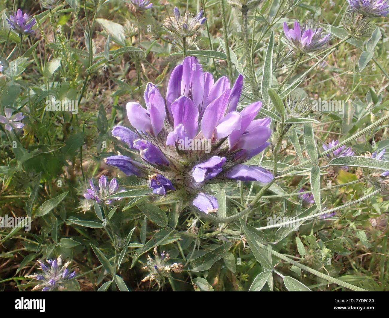 arabian pea (Bituminaria bituminosa Stock Photo - Alamy