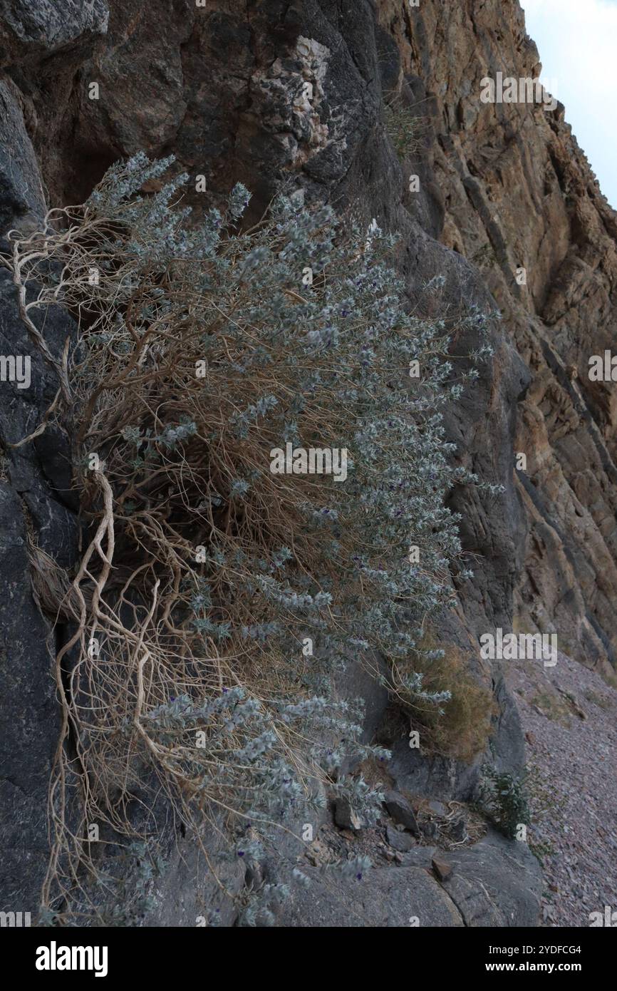 Death Valley Sage (Salvia funerea Stock Photo - Alamy