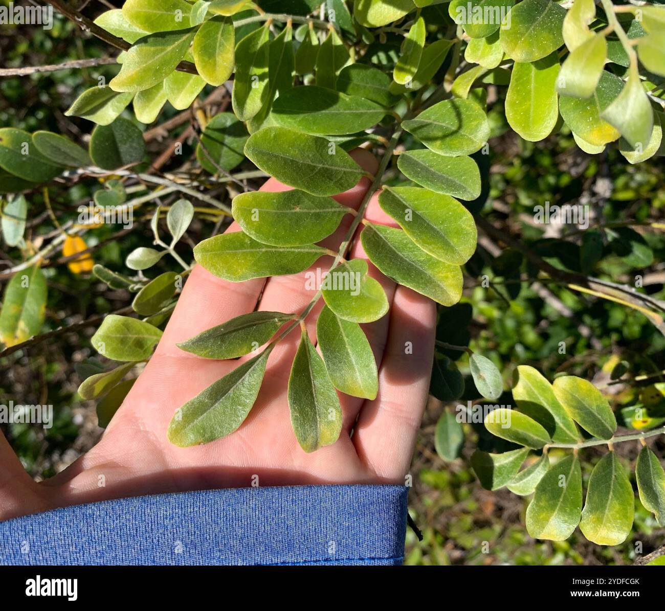 Necklace pod (Sophora tomentosa Stock Photo - Alamy
