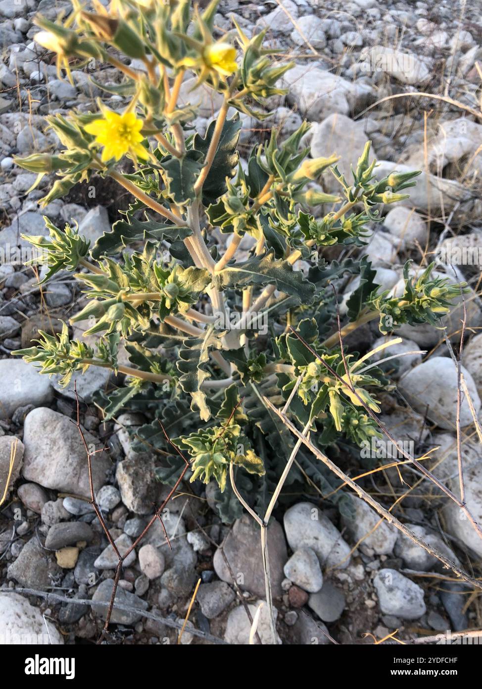 Many-flowered Mentzelia (Mentzelia longiloba Stock Photo - Alamy