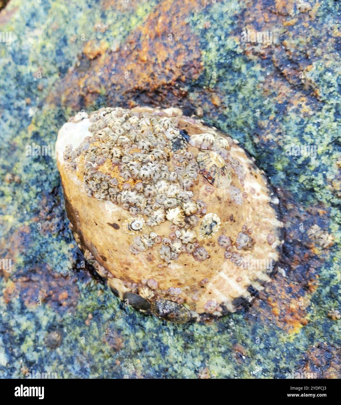 Owl Limpet (Lottia gigantea Stock Photo - Alamy