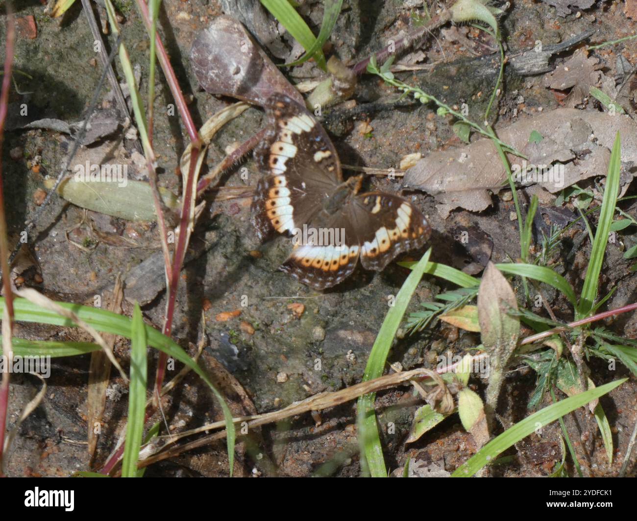 Air commodore hi-res stock photography and images - Alamy