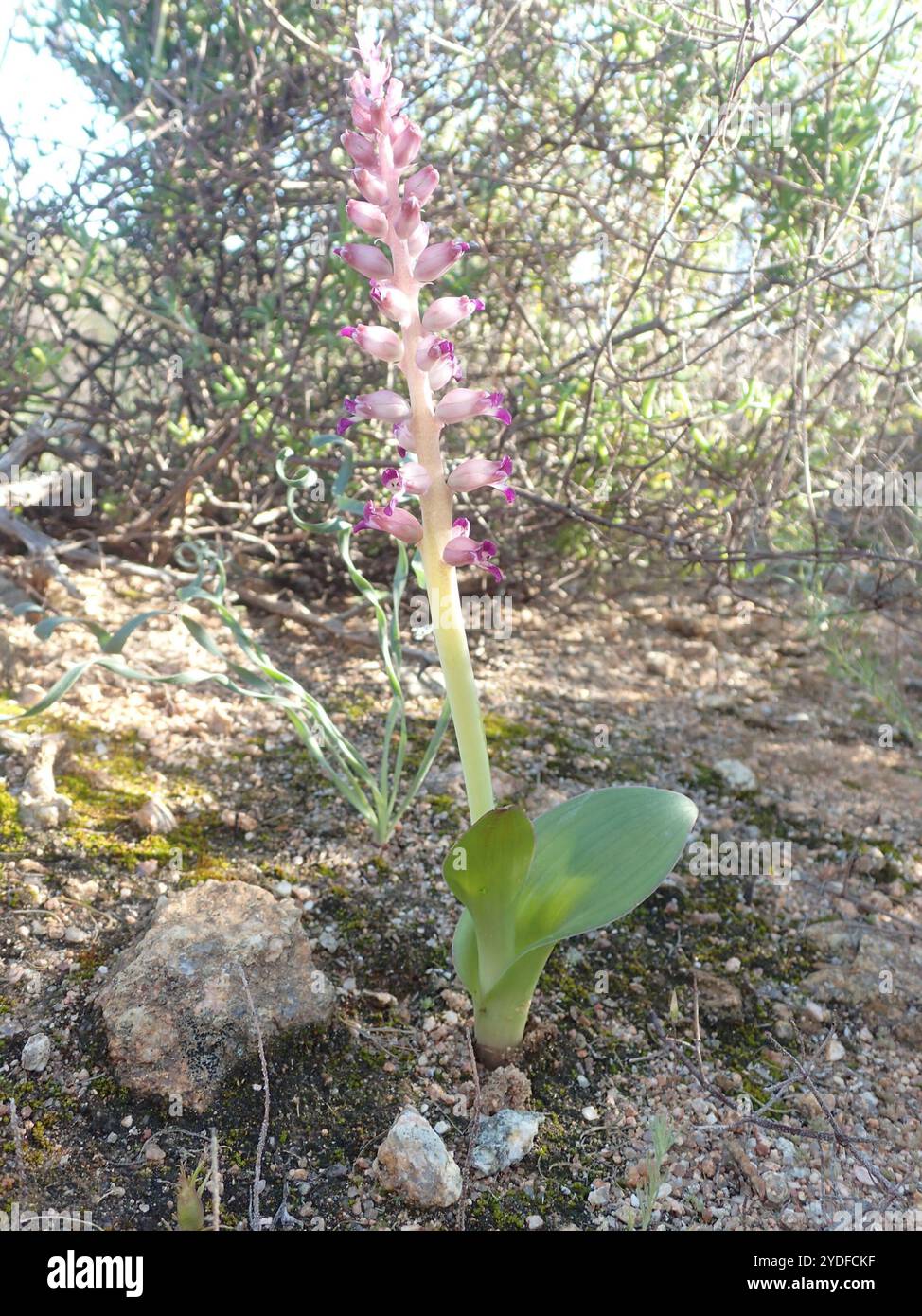 Lachenalia carnosa hi-res stock photography and images - Alamy