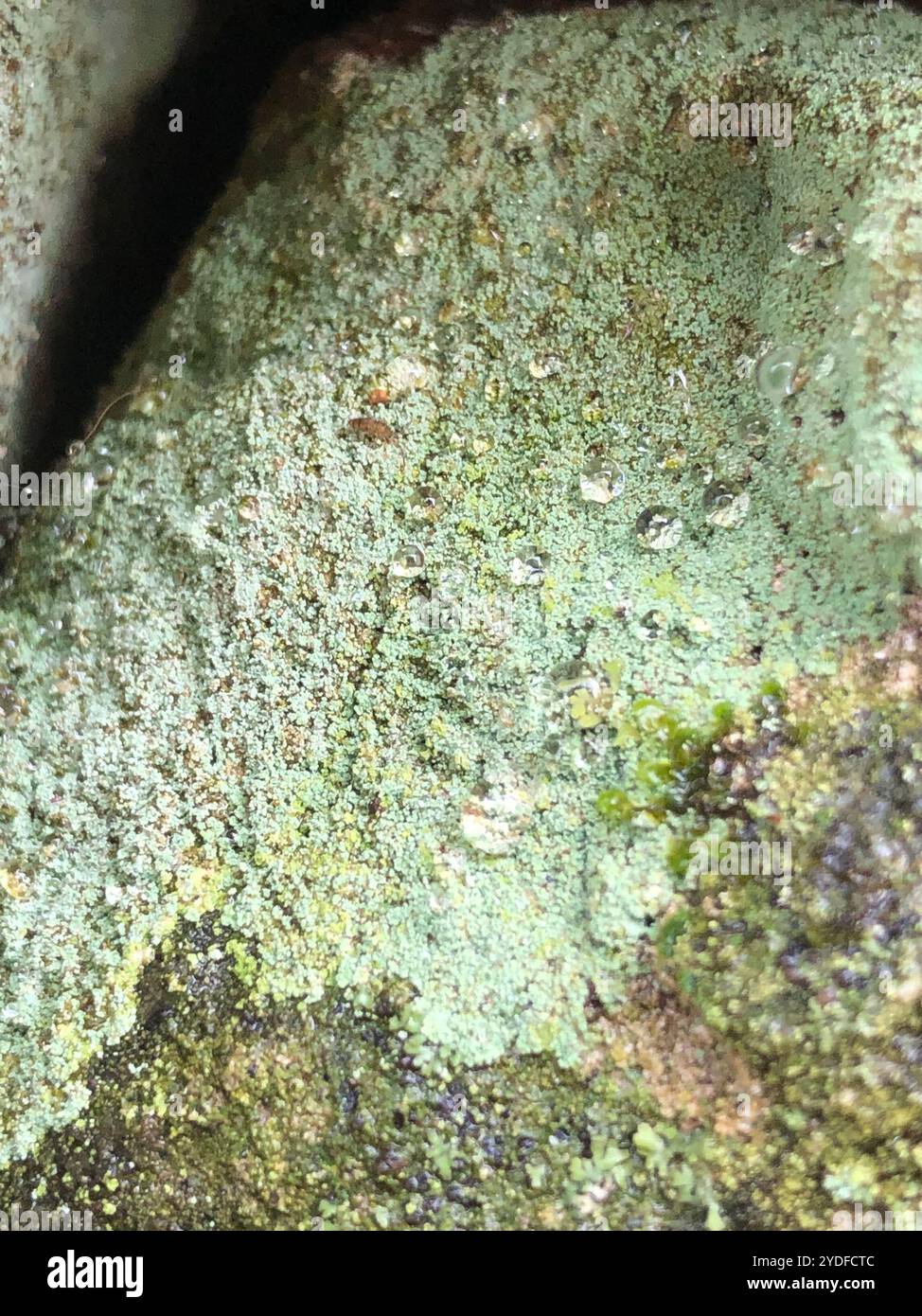 Fluffy Dust Lichen (Lepraria finkii Stock Photo - Alamy