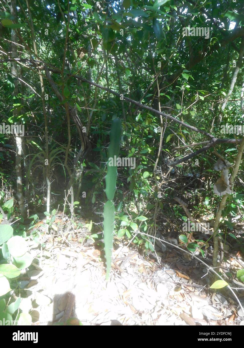 Triangle cactus (Acanthocereus tetragonus Stock Photo - Alamy
