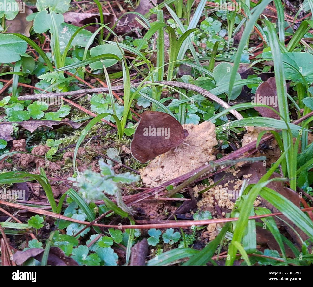 Flamingo Leafwing (Fountainea ryphea Stock Photo - Alamy