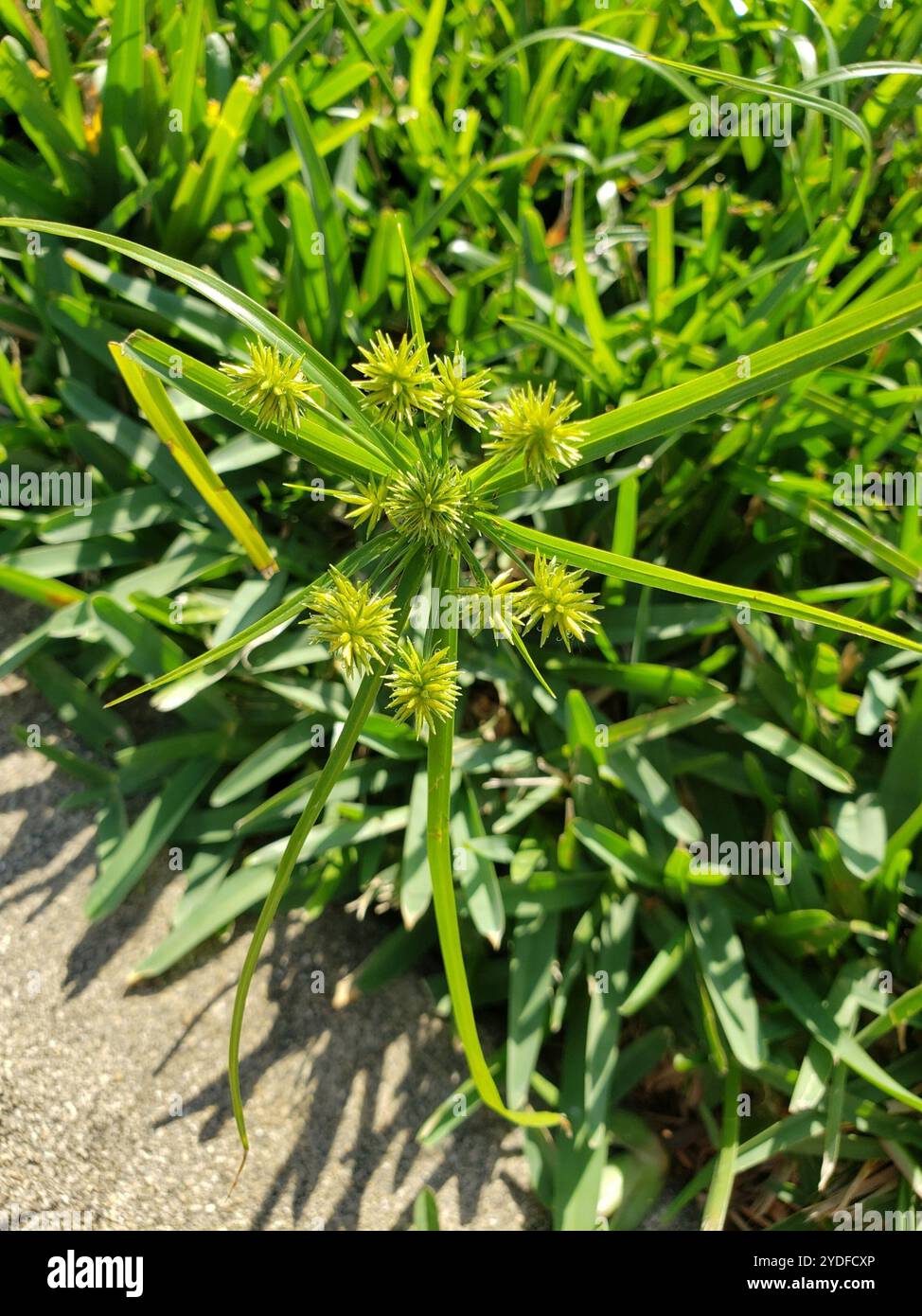Cyperus croceus hi-res stock photography and images - Alamy