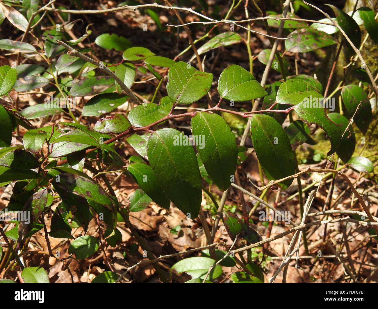 mountain doghobble (Leucothoe fontanesiana Stock Photo - Alamy