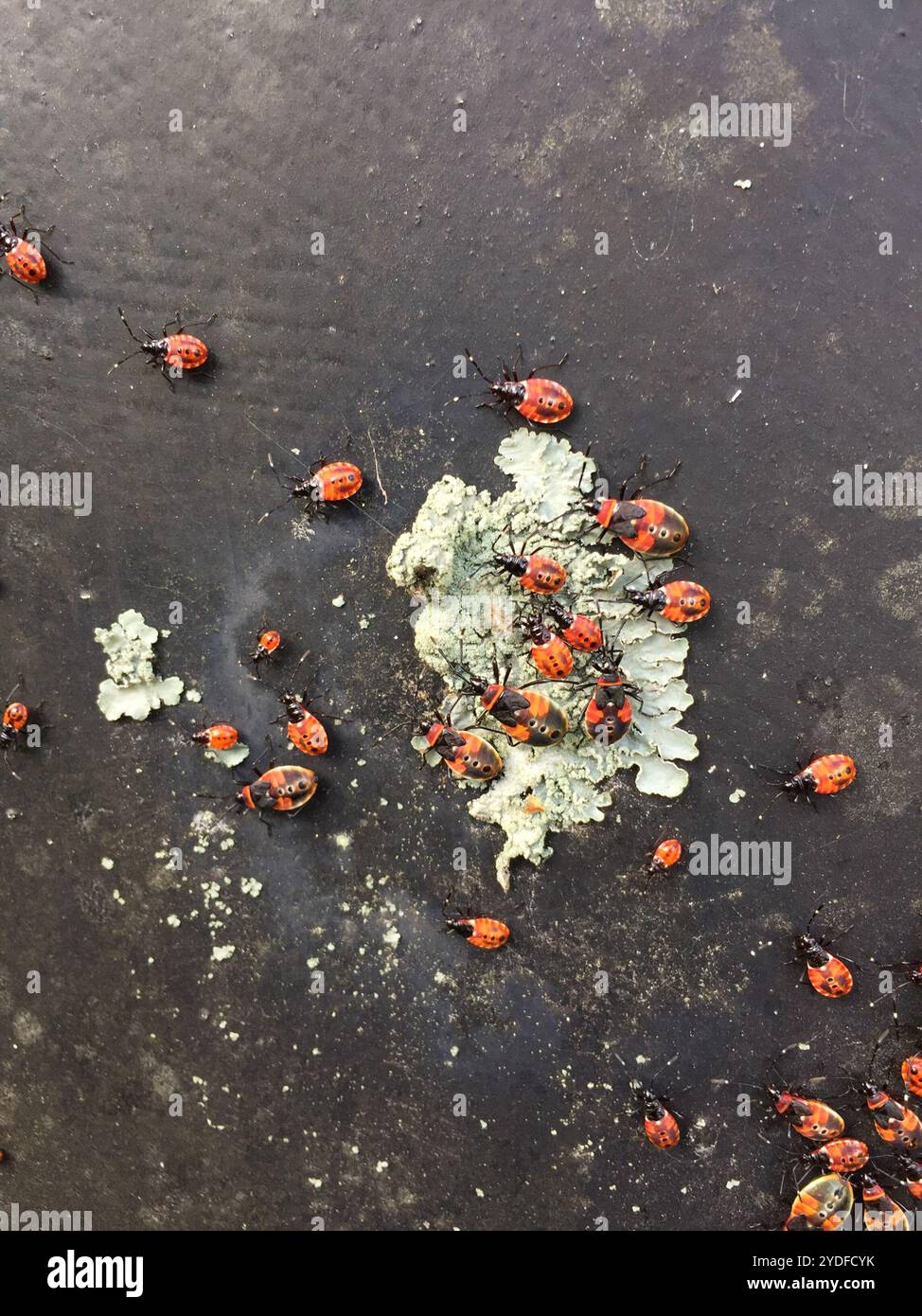 Harlequin Red Bug (Dindymus versicolor Stock Photo - Alamy