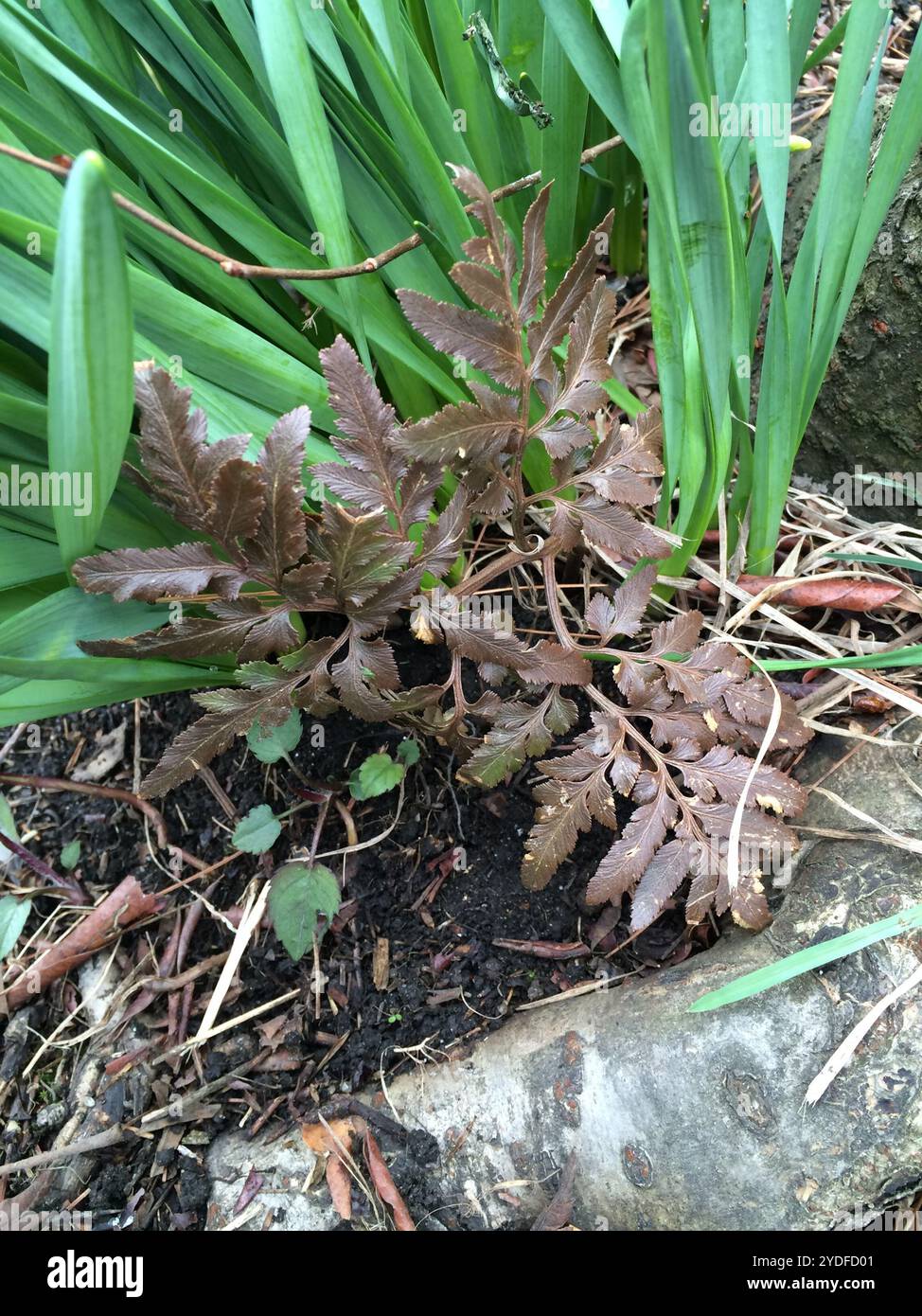 Cutleaf Grapefern (Sceptridium dissectum Stock Photo - Alamy