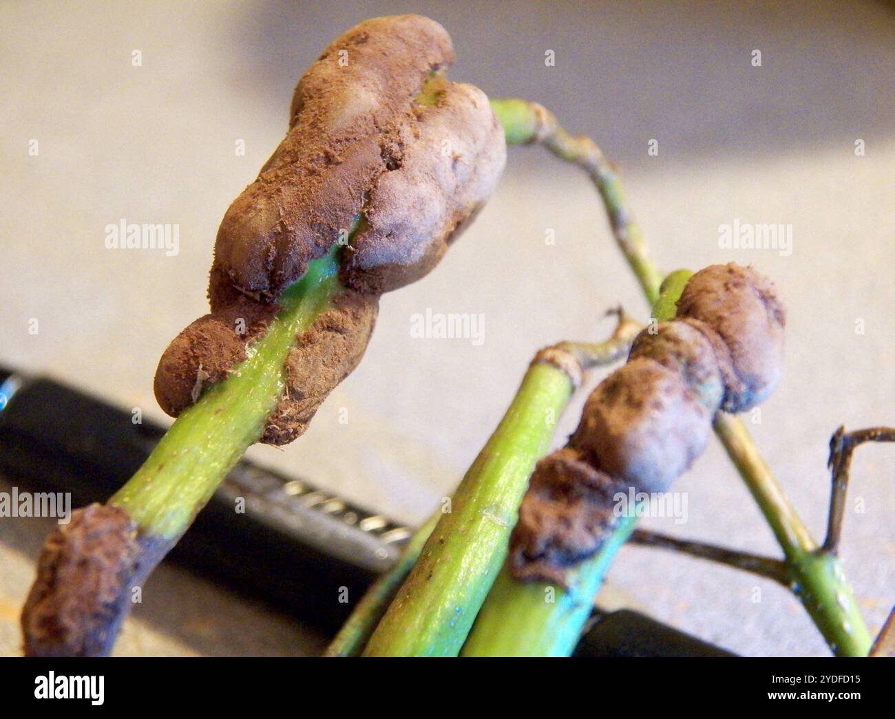 yellow trumpetbush gall rust (Prospodium transformans Stock Photo - Alamy