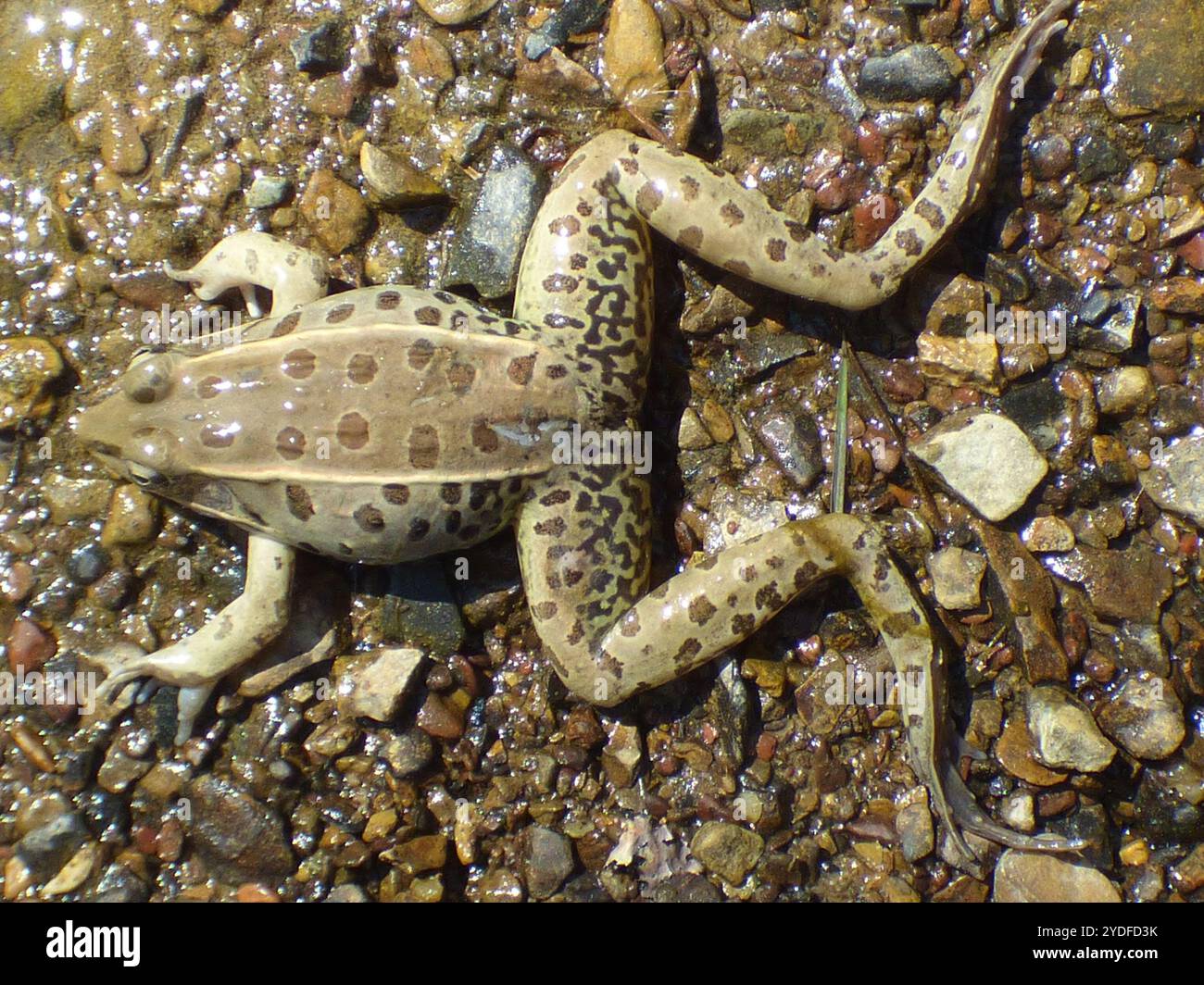 Southern Leopard Frog (Lithobates sphenocephalus Stock Photo - Alamy