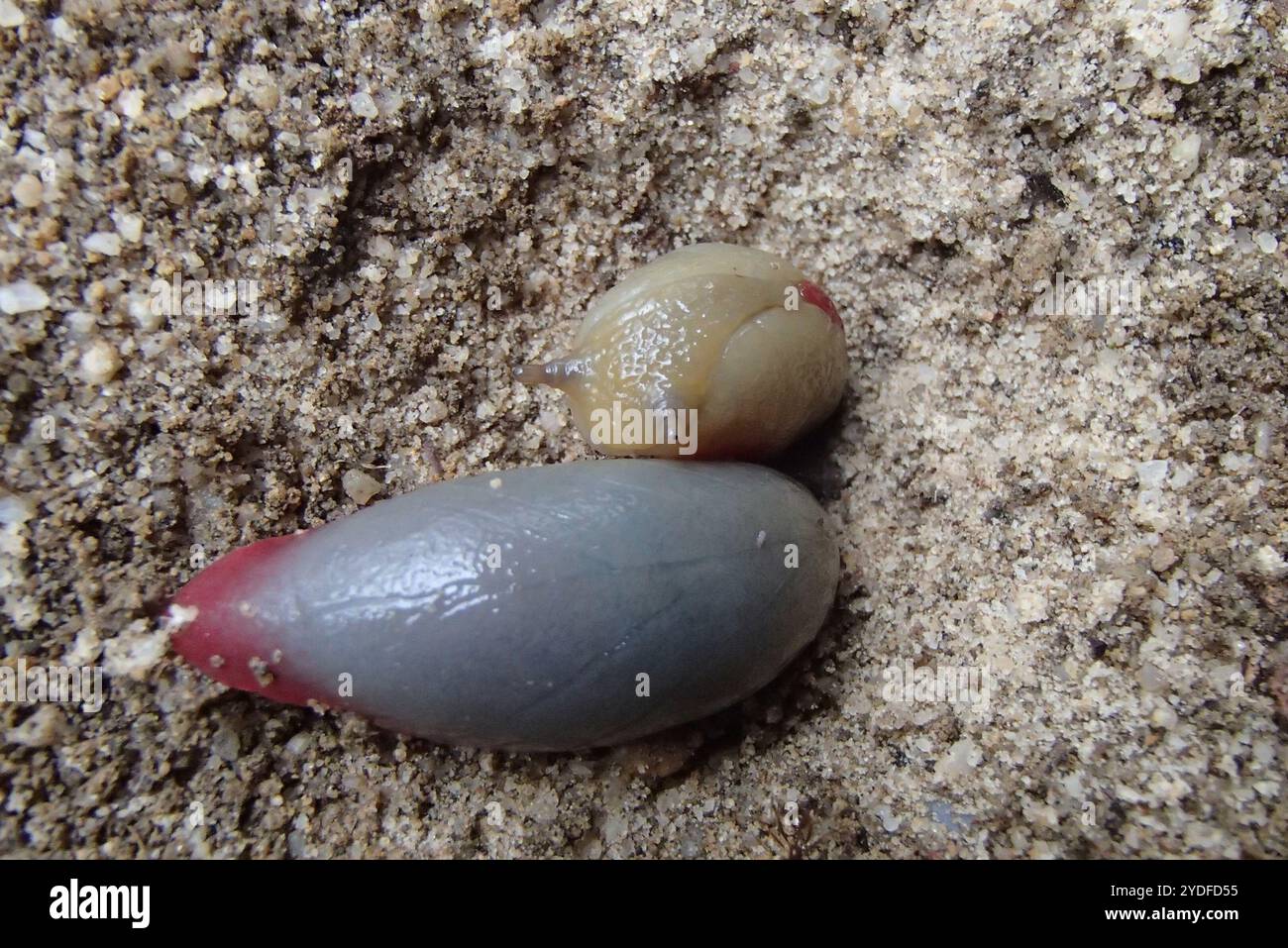 Red triangle slug hi-res stock photography and images - Alamy