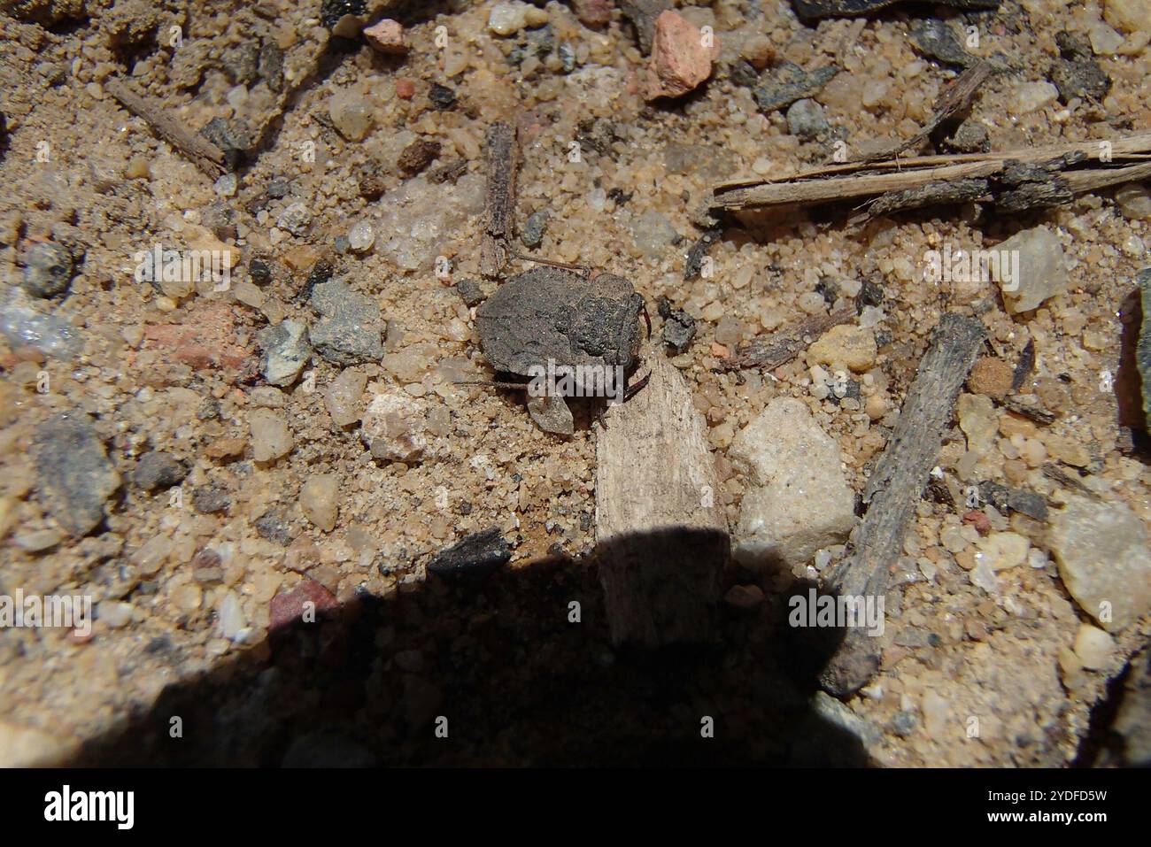 Toad Bugs (Gelastocoridae Stock Photo - Alamy