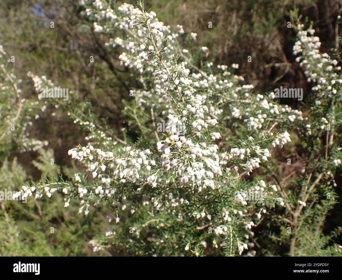 Tree heath (Erica arborea Stock Photo - Alamy