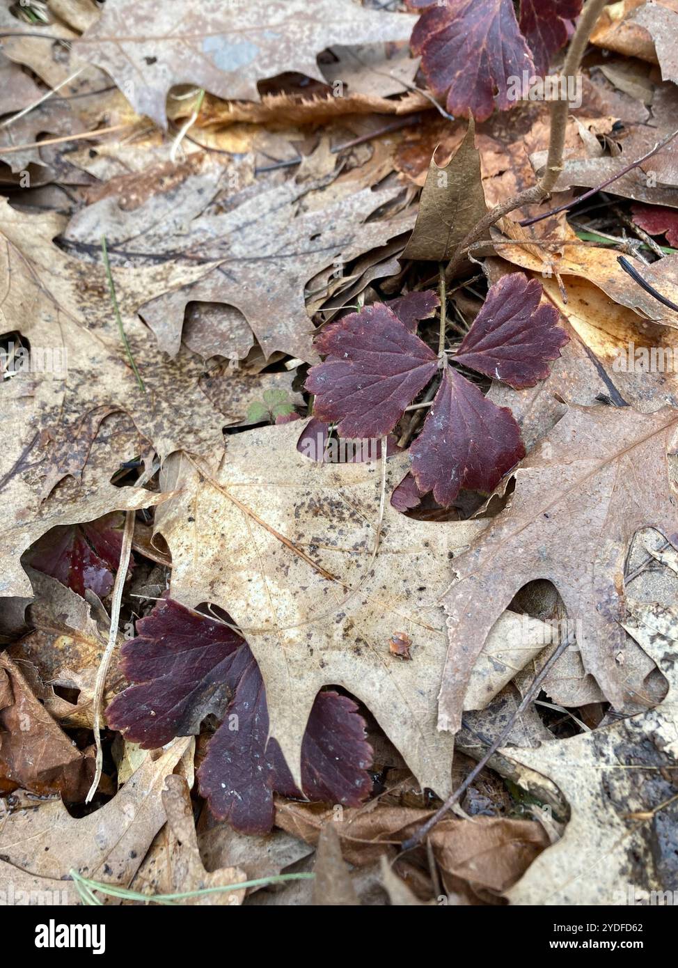 Appalachian barren-strawberry (Waldsteinia fragarioides Stock Photo - Alamy
