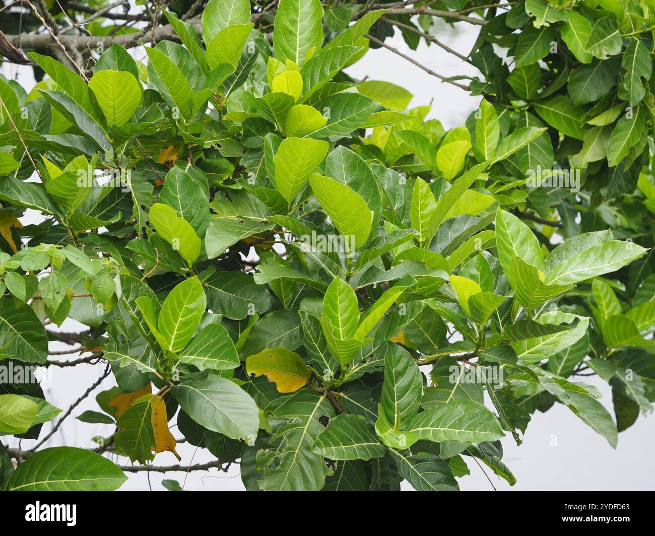 Hauili fig tree (Ficus septica Stock Photo - Alamy
