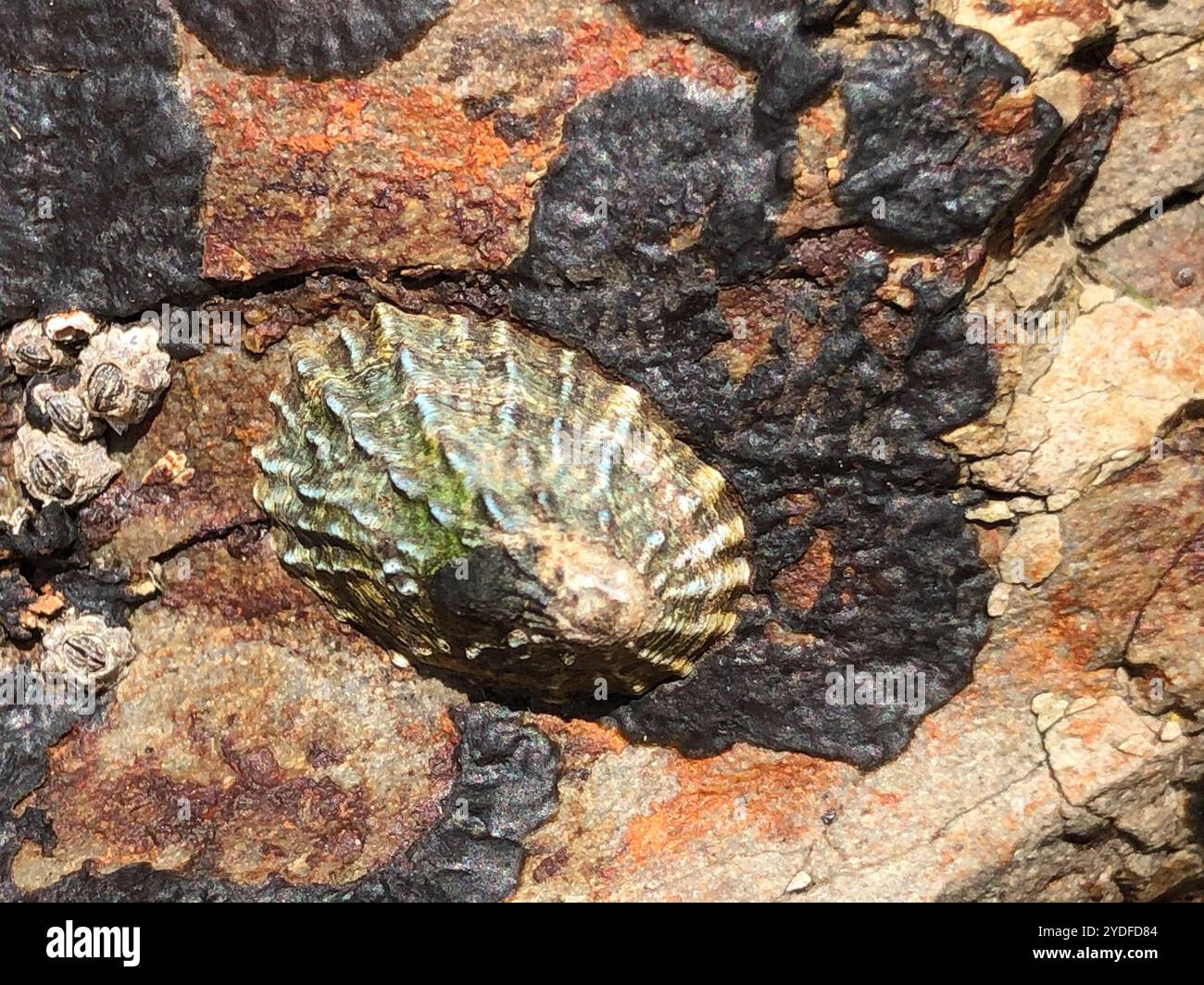 Rough Limpet (Lottia scabra Stock Photo - Alamy