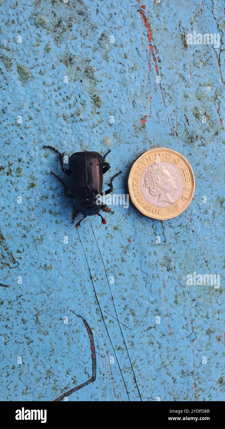 Nicrophorus humator hi-res stock photography and images - Alamy