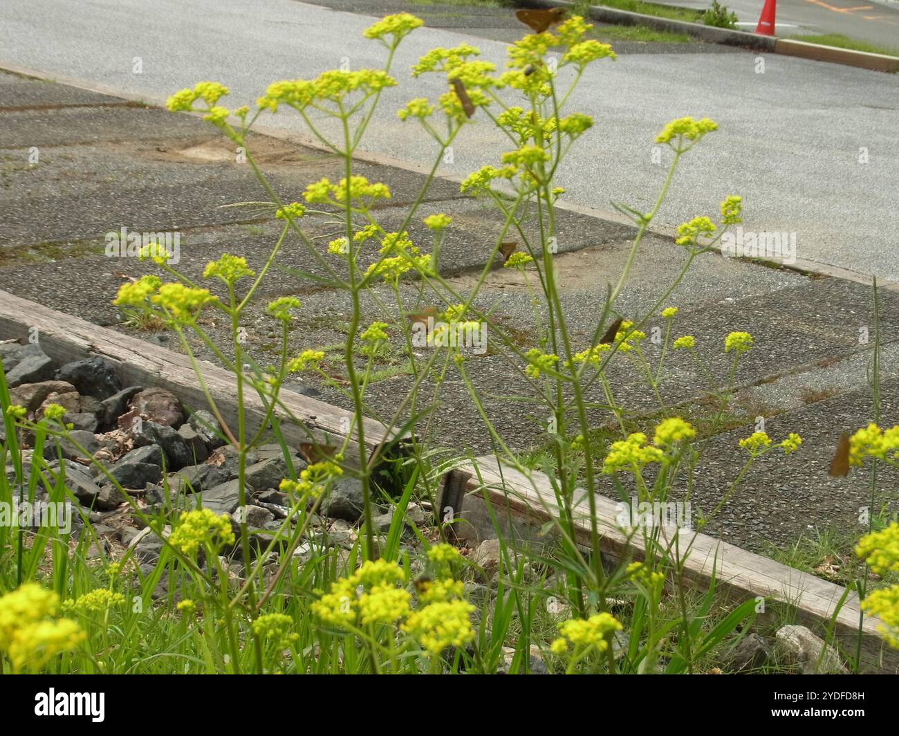 eastern valerian (Patrinia scabiosifolia Stock Photo - Alamy