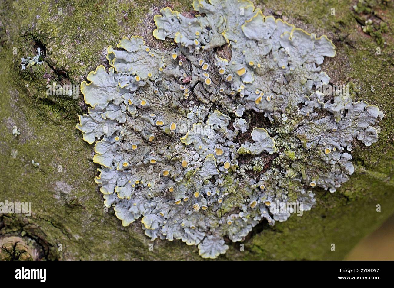 Common Sunburst Lichen (Xanthoria parietina Stock Photo - Alamy