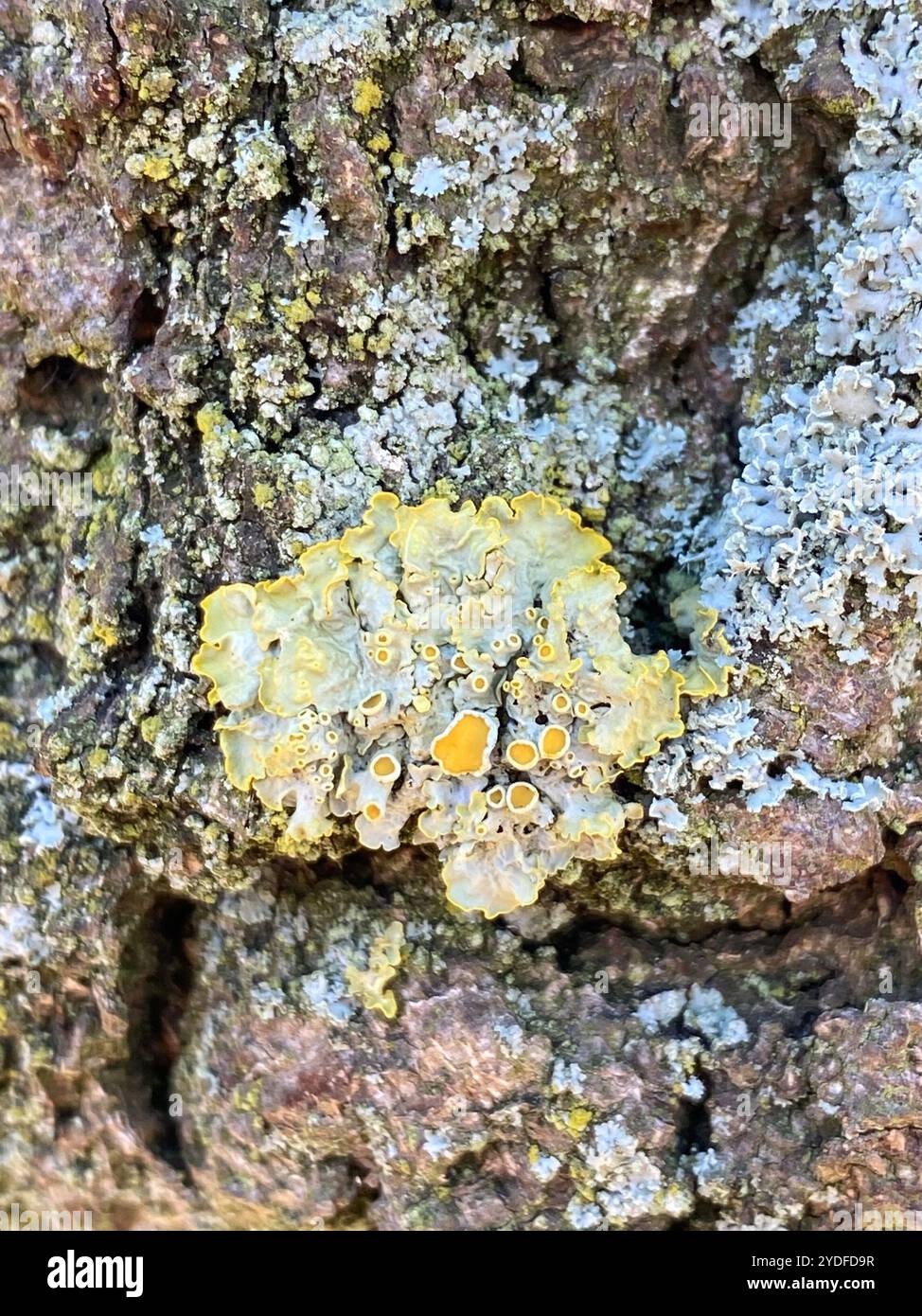 Common Sunburst Lichen (Xanthoria parietina Stock Photo - Alamy