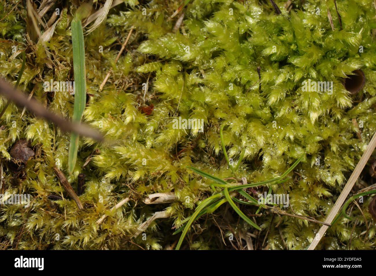 Rough-stalked Feather-moss (Brachythecium rutabulum Stock Photo - Alamy
