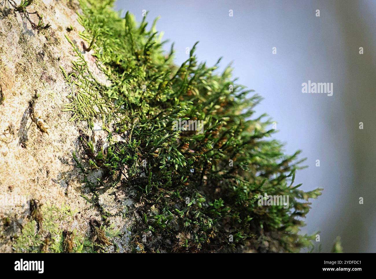 Lateral Cryphaea (Cryphaea heteromalla Stock Photo - Alamy