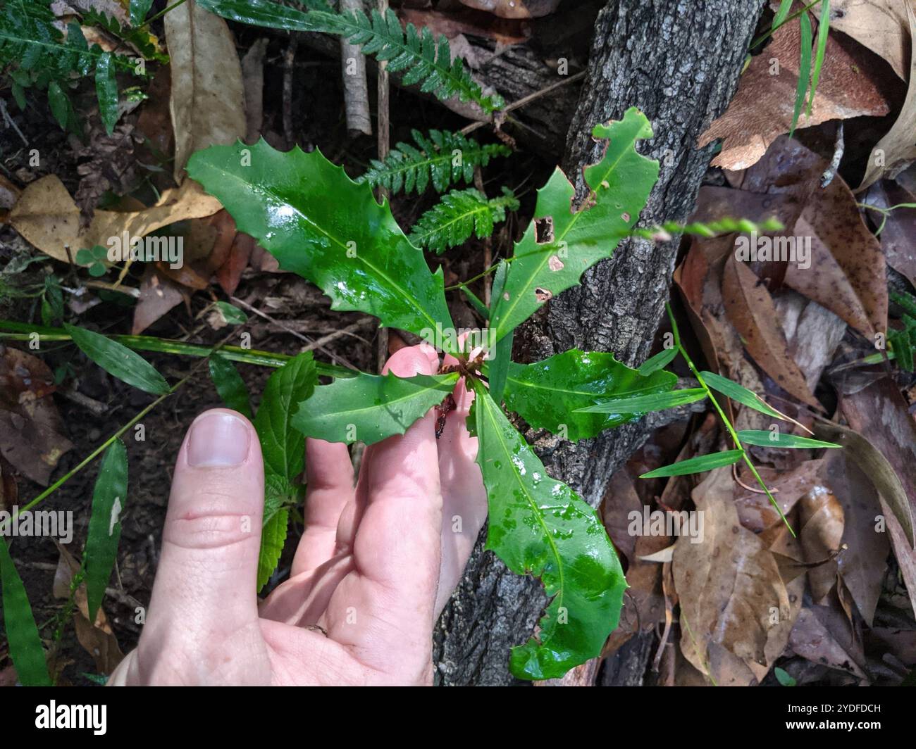Variable Muttonwood (Myrsine variabilis Stock Photo - Alamy