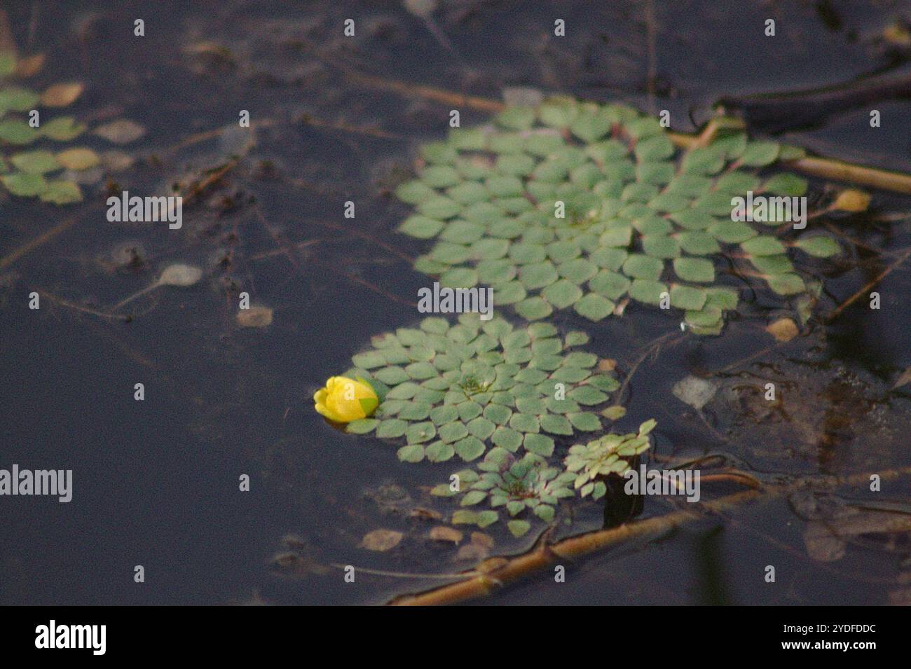Mosaic Plant (Ludwigia sedioides Stock Photo - Alamy