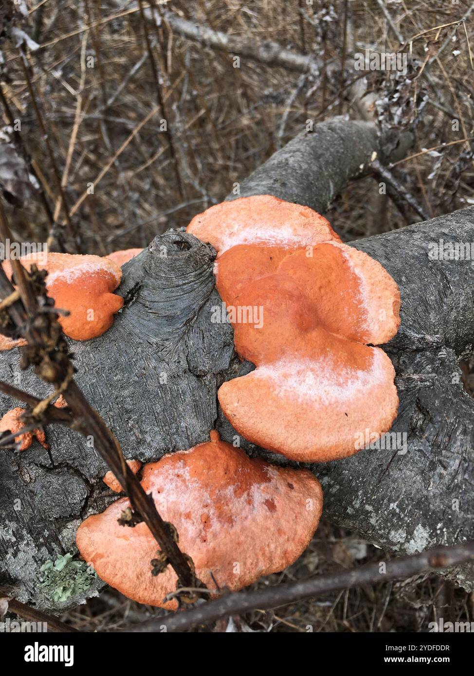 Northern Cinnabar Polypore (Trametes cinnabarina Stock Photo - Alamy