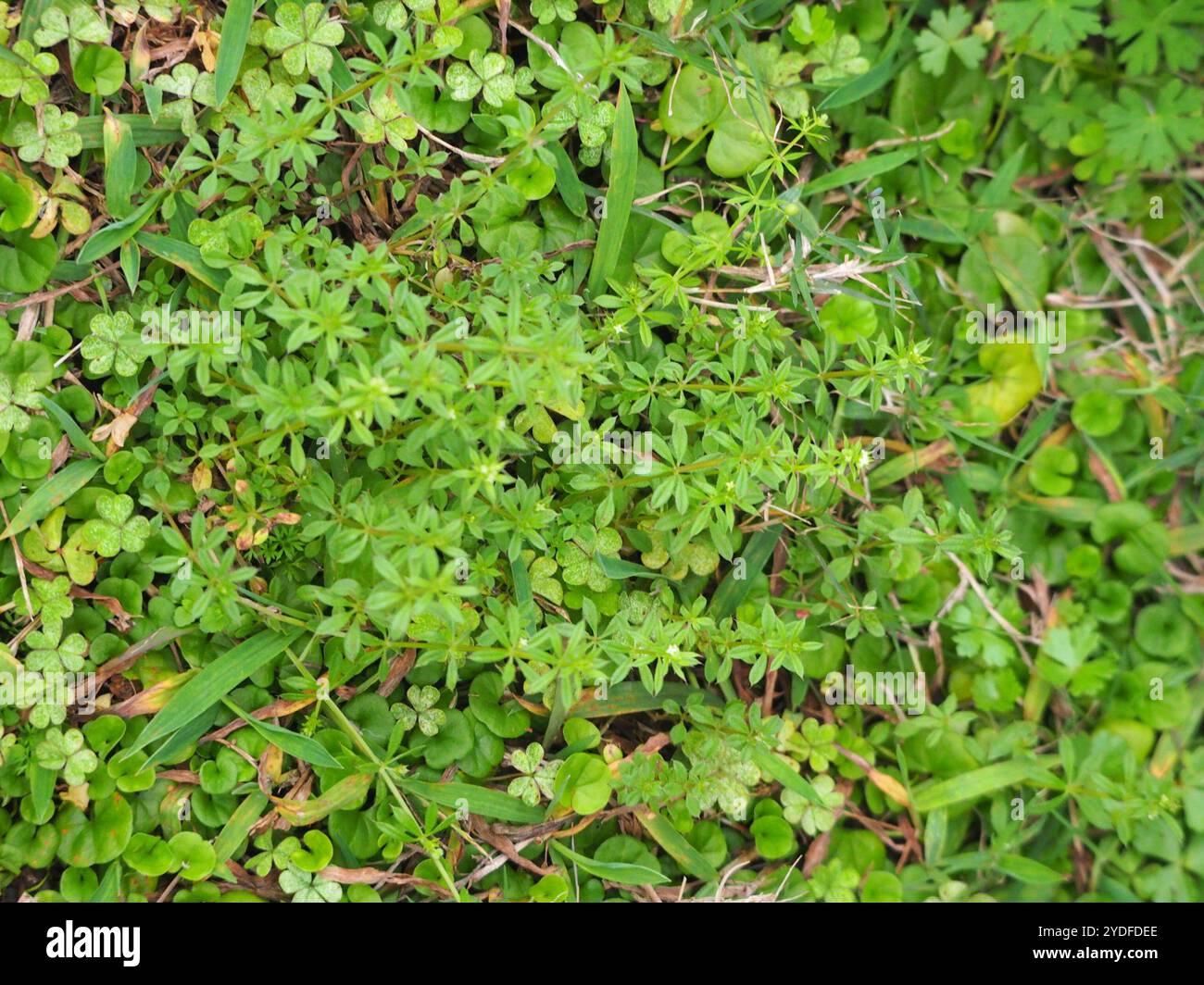 Galium spurium hi-res stock photography and images - Alamy