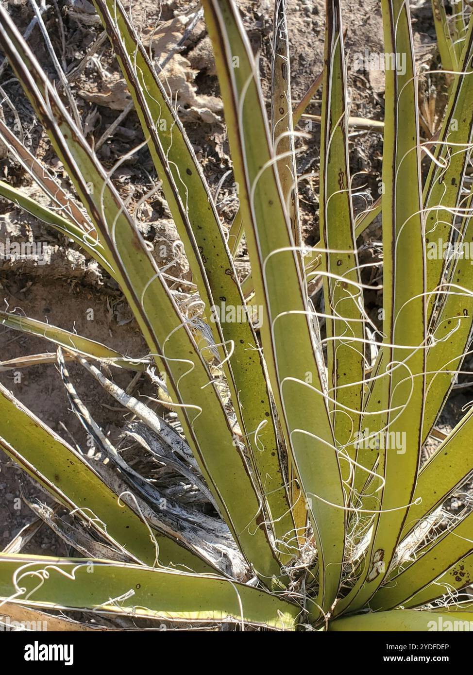 Spanish dagger (Yucca treculiana Stock Photo - Alamy
