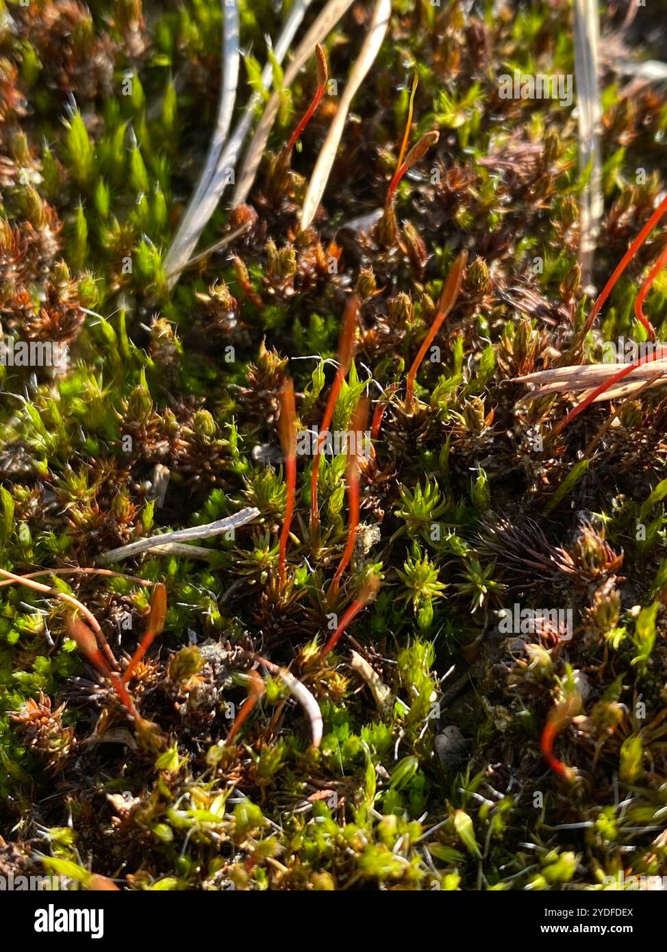 Bristly haircap moss hi-res stock photography and images - Alamy