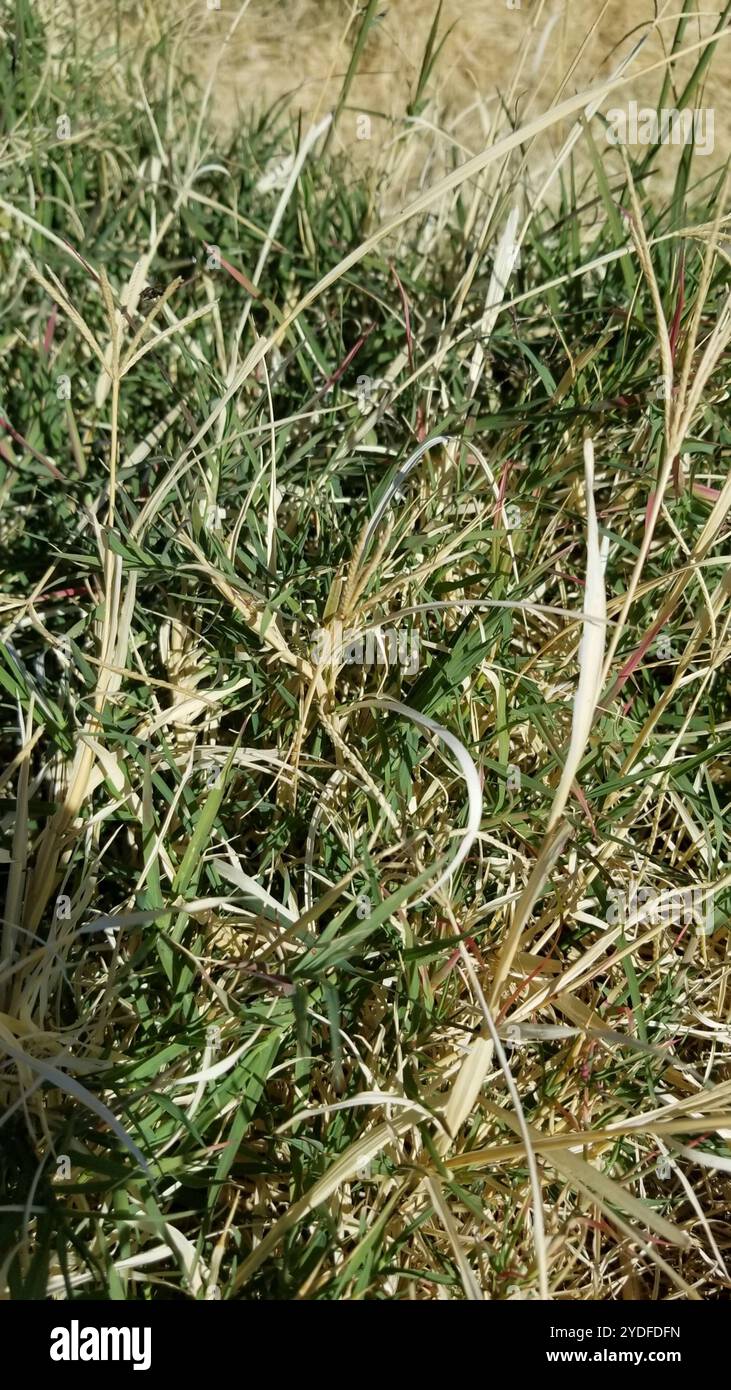 Bermuda grass (Cynodon dactylon Stock Photo - Alamy