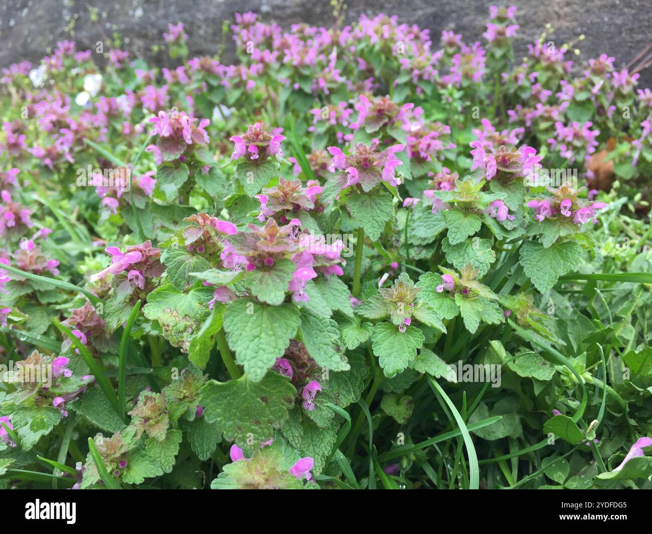 red deadnettle (Lamium purpureum Stock Photo - Alamy