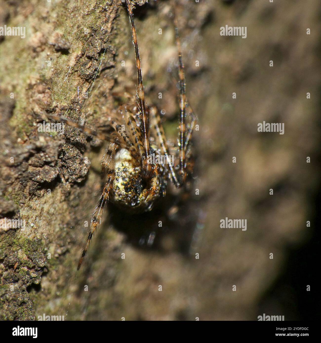Mimetidae hi-res stock photography and images - Alamy