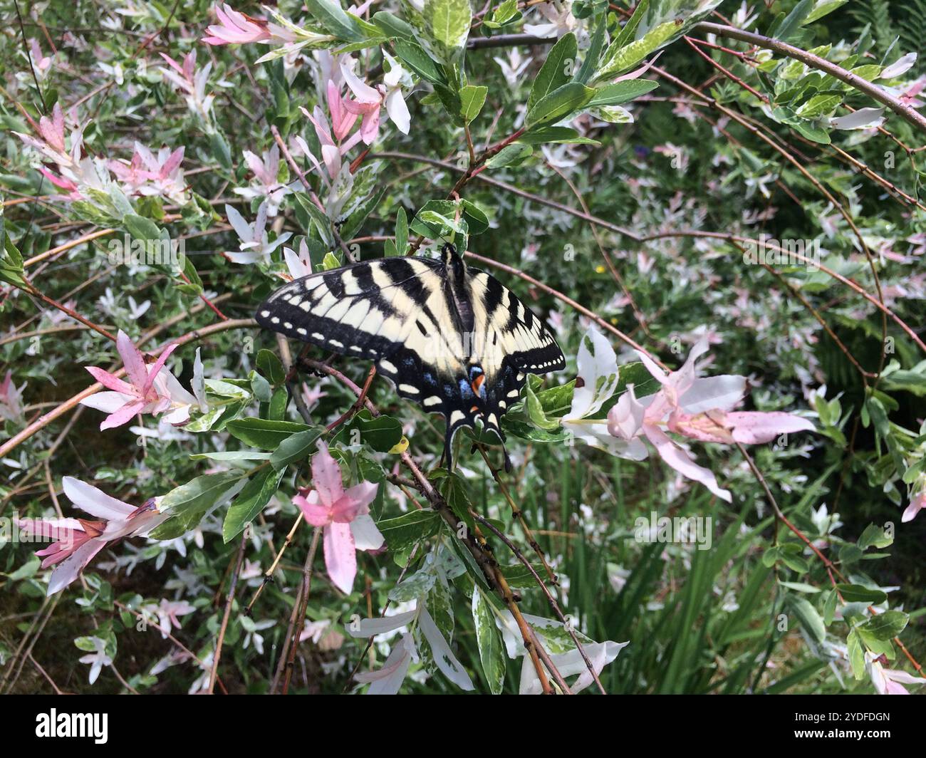 Canadian Tiger Swallowtail (Papilio canadensis Stock Photo - Alamy