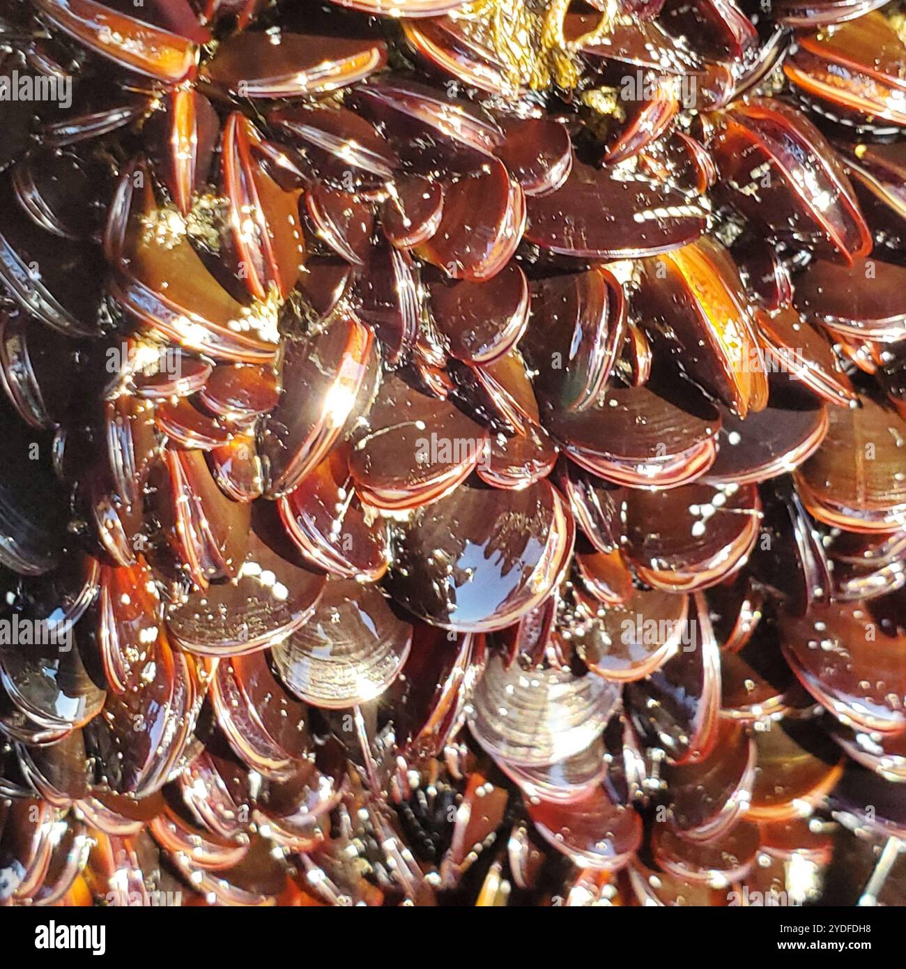 Mediterranean Mussel (Mytilus galloprovincialis Stock Photo - Alamy