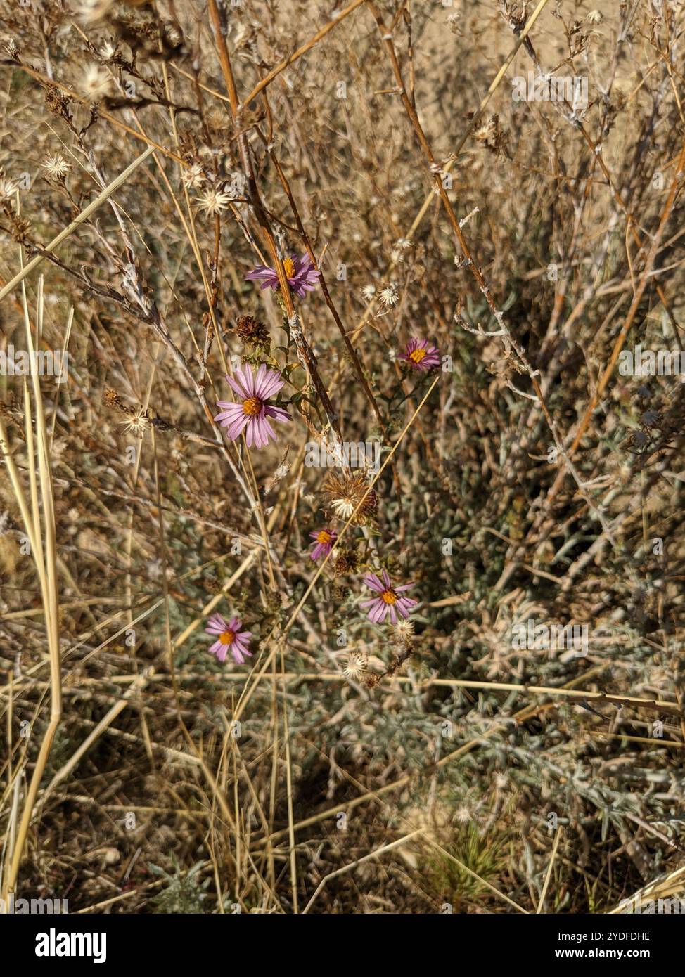 California Aster (Corethrogyne filaginifolia Stock Photo - Alamy