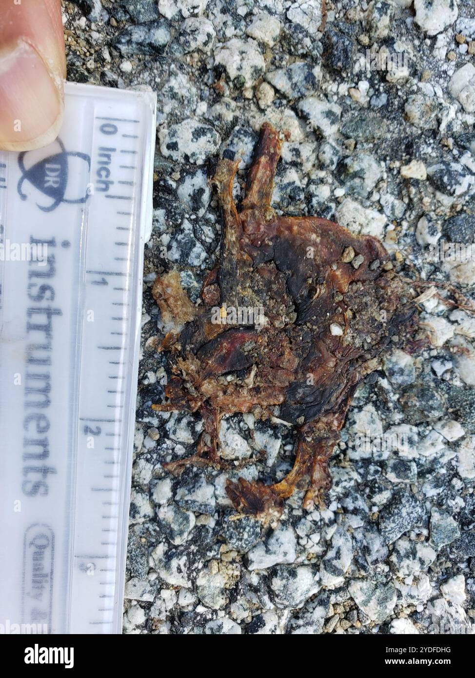 Pacific Newts (Taricha Stock Photo - Alamy