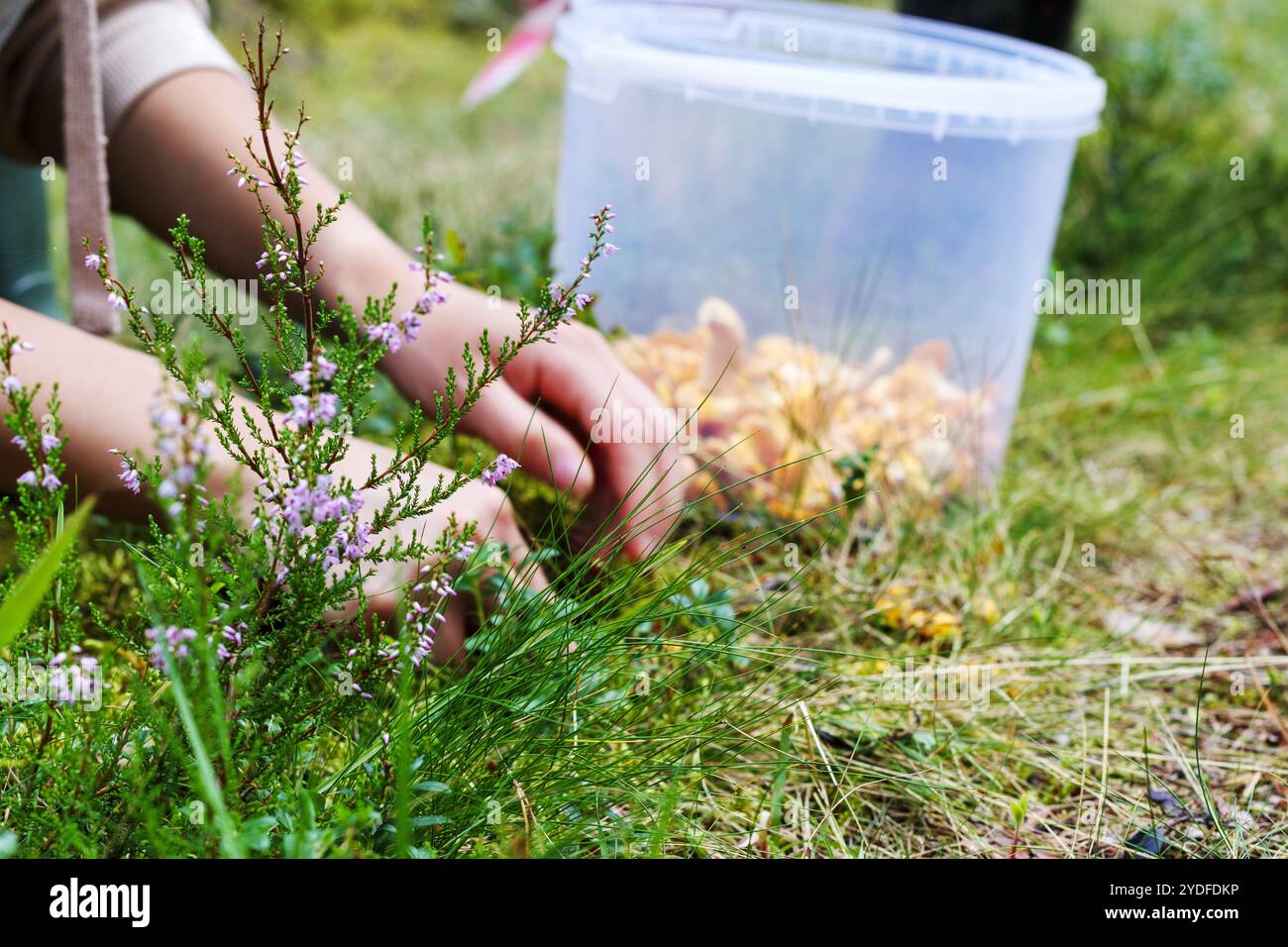 a mushroom picker cuts mushrooms in the forest and picks them in a ...