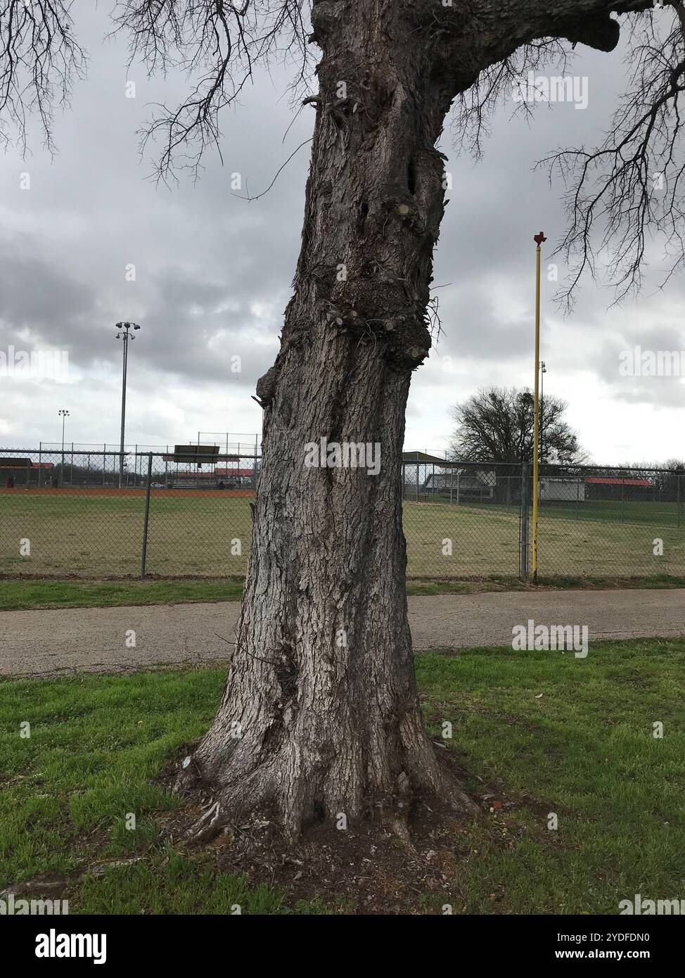 Cedar Elm (Ulmus crassifolia Stock Photo - Alamy