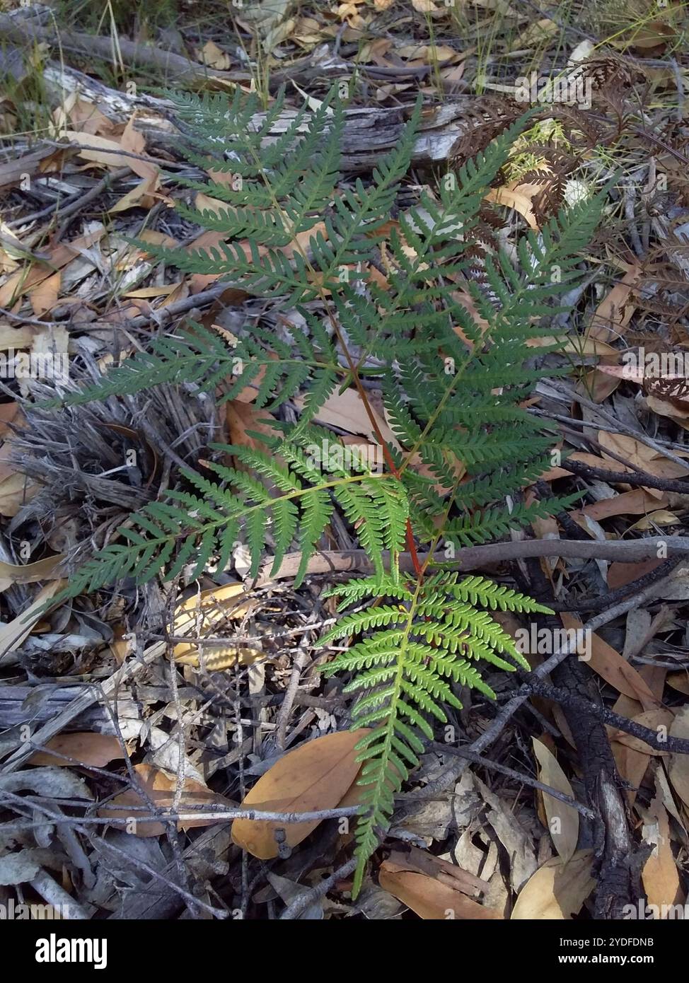 Austral Bracken (Pteridium esculentum Stock Photo - Alamy