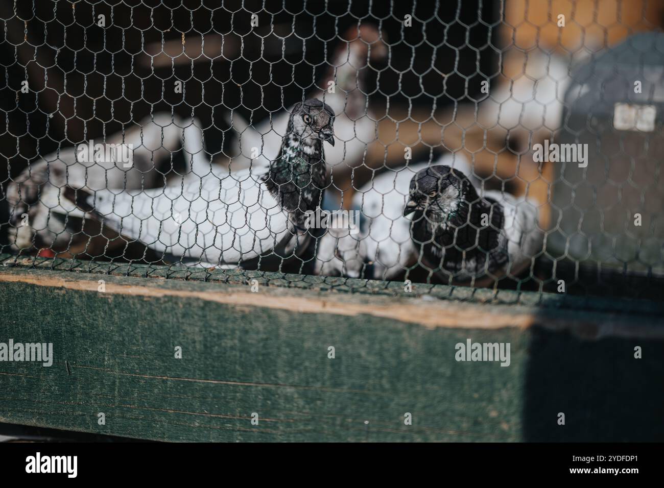Close up of pigeons in an aviary behind wire enclosure Stock Photo - Alamy