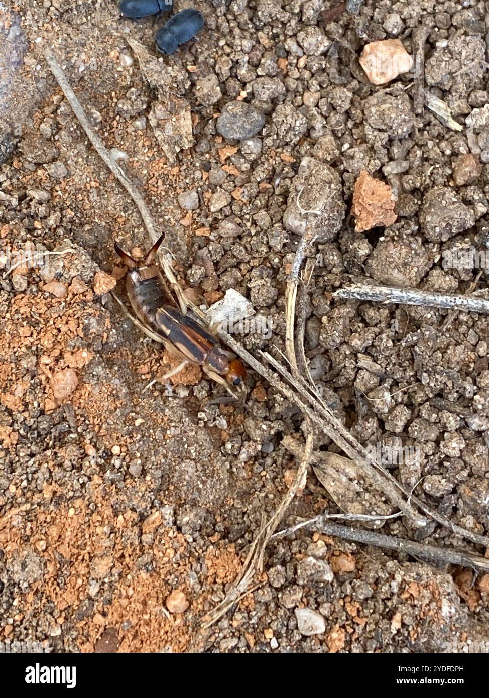 Shore Earwig (Labidura riparia Stock Photo - Alamy