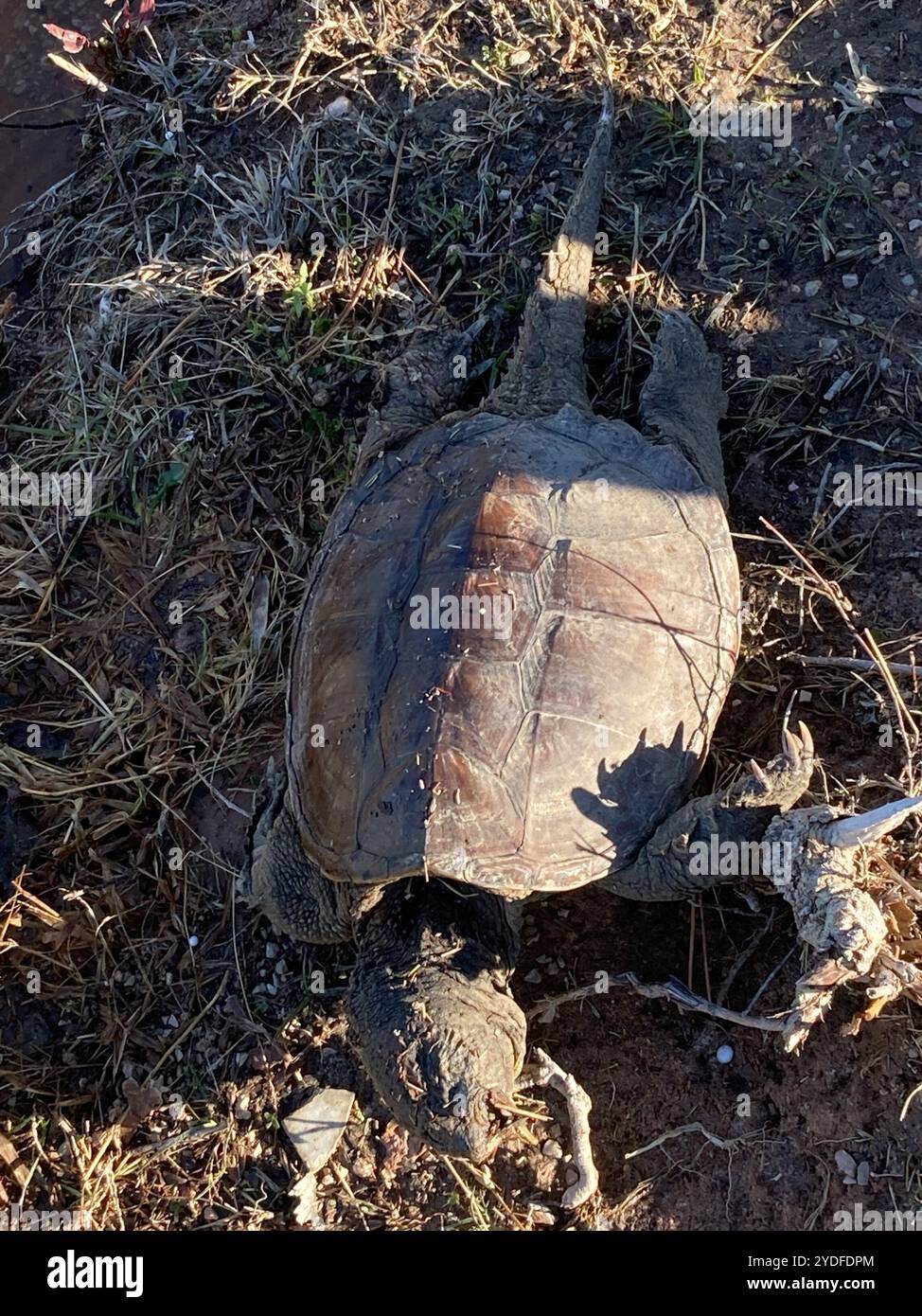 Common Snapping Turtle (Chelydra serpentina Stock Photo - Alamy