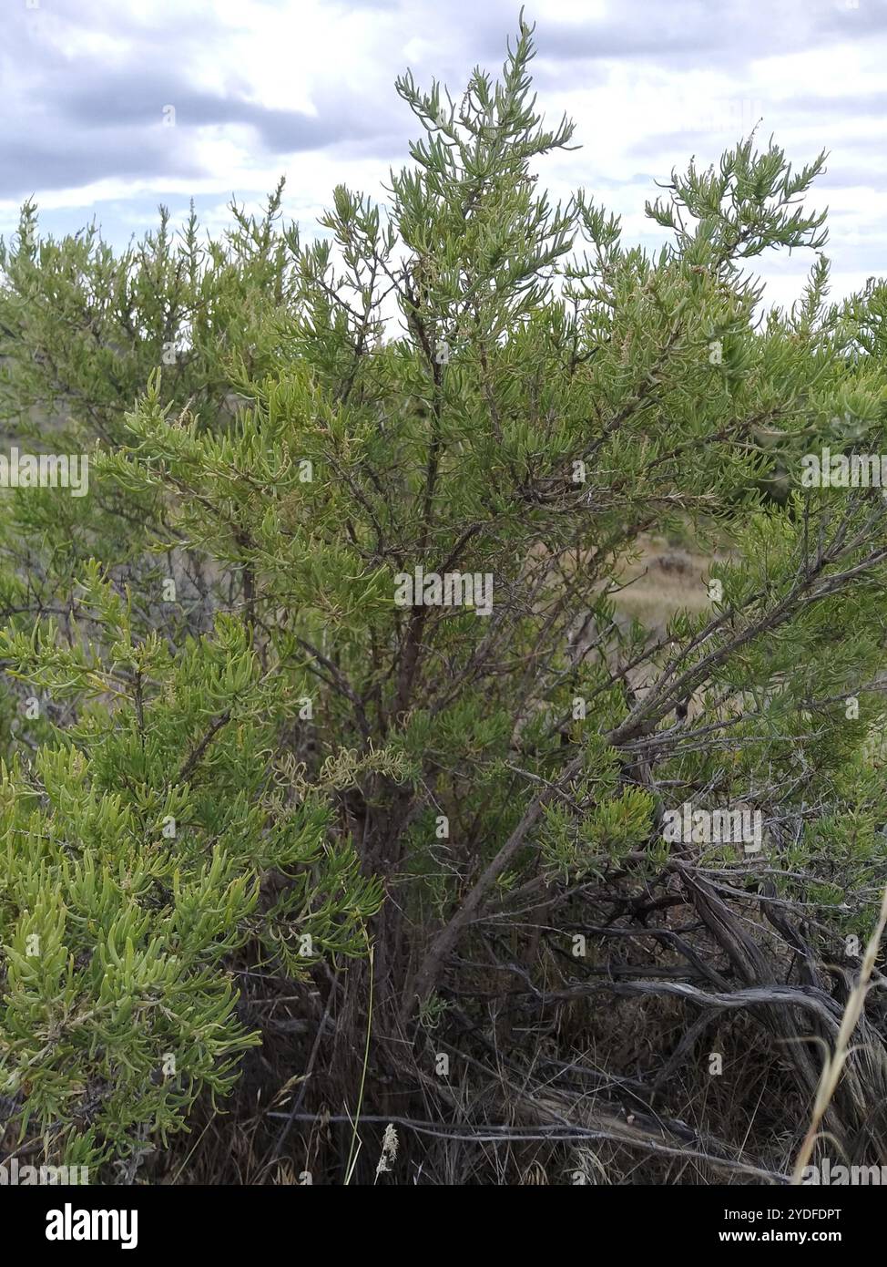 Greasewood (Sarcobatus vermiculatus Stock Photo - Alamy